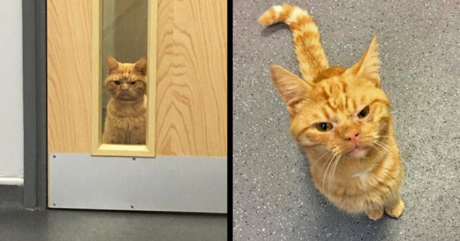 19 Angry Cats That You’ll Want To Stay Away From At All Costs ...