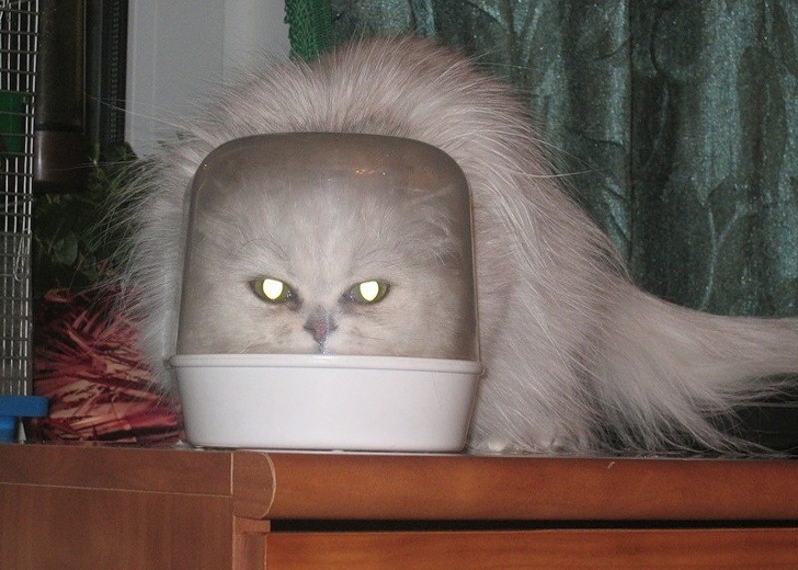 19 Angry Cats That You’ll Want To Stay Away From At All Costs ...