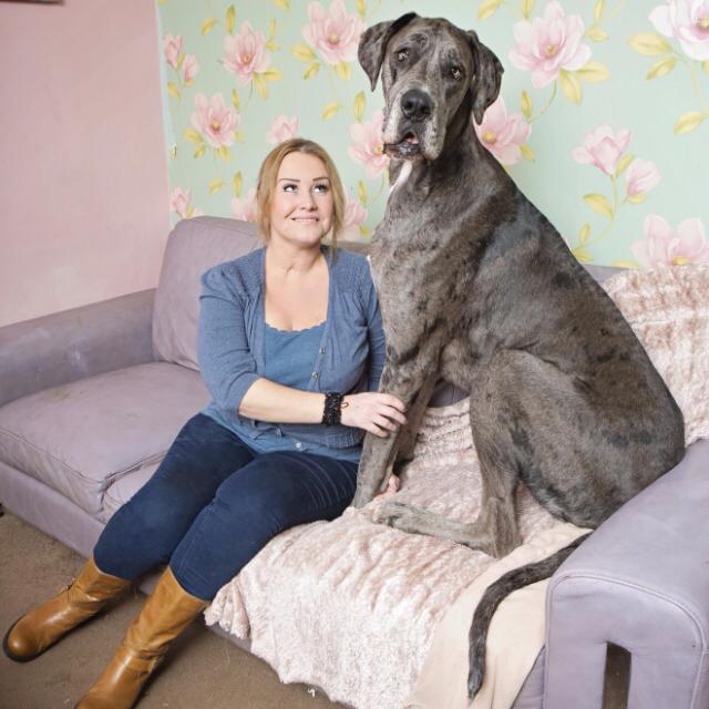 Meet Freddie, The 7-Foot-Tall Great Dance That Is The ‘Tallest Dog’ In ...
