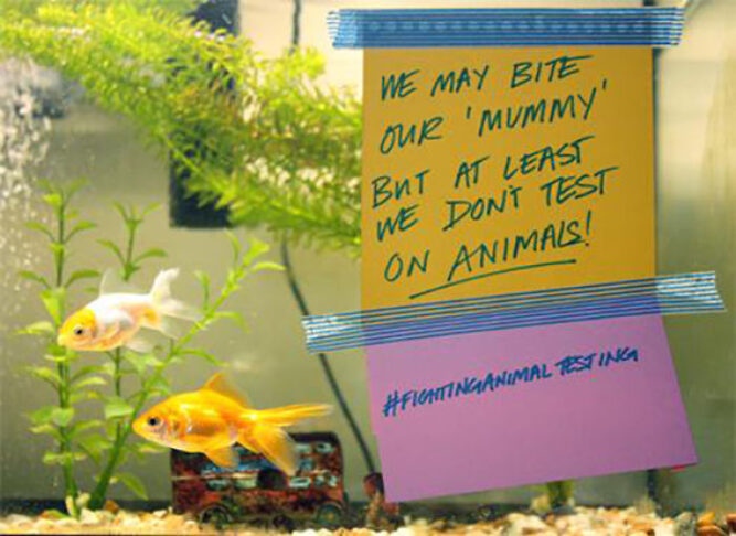23 Pictures Of Naughty Fish Being Publicly Shamed – InnerStrengthZone.com