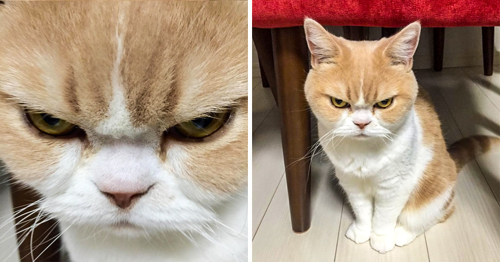 19 Angry Cats That You’ll Want To Stay Away From At All Costs ...