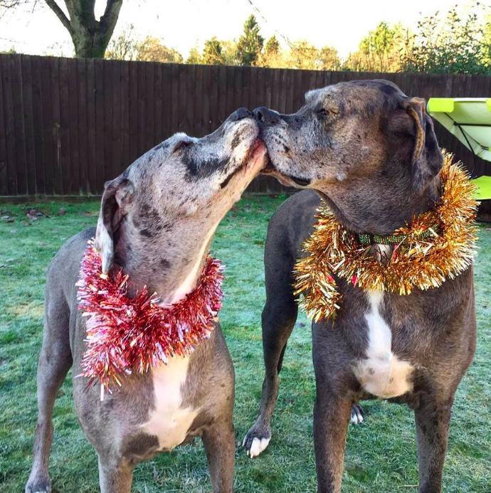 Meet Freddie, The 7-Foot-Tall Great Dance That Is The ‘Tallest Dog’ In ...