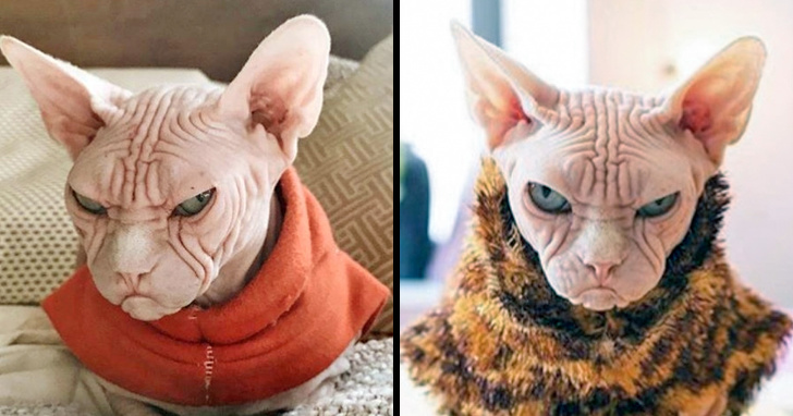 19 Angry Cats That You’ll Want To Stay Away From At All Costs ...