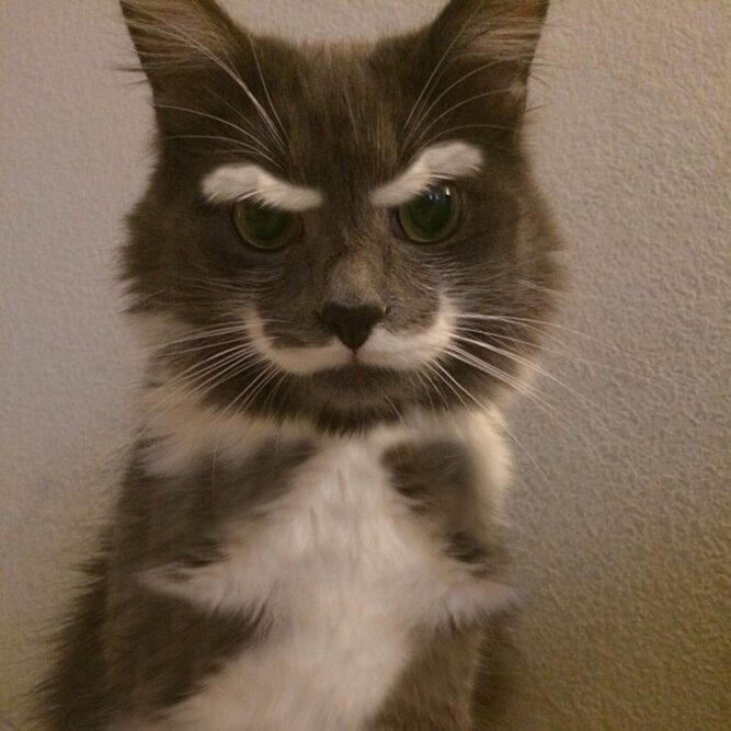 19 Angry Cats That You’ll Want To Stay Away From At All Costs ...