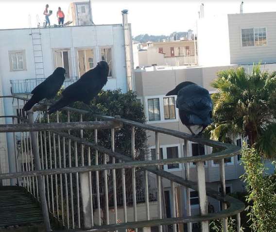 Crows Bring Gifts To Woman Who Shows Them Kindness – InnerStrengthZone.com