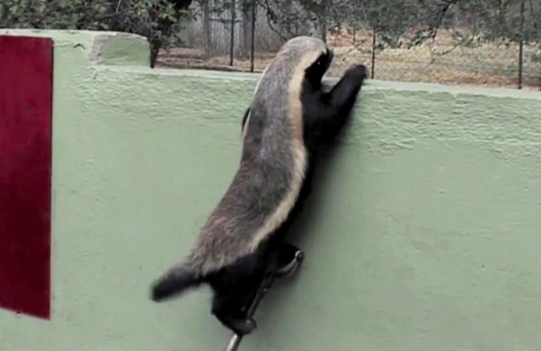 Honey Badger Pulls Off Daring Escape – InnerStrengthZone.com