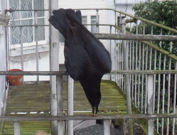 Crows Bring Gifts To Woman Who Shows Them Kindness – InnerStrengthZone.com