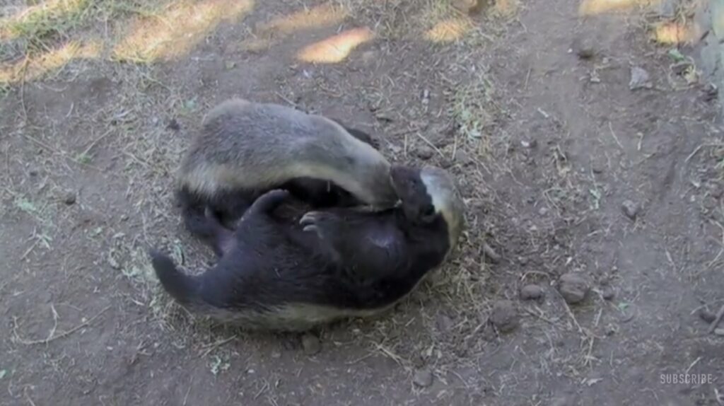 Honey Badger Pulls Off Daring Escape – InnerStrengthZone.com