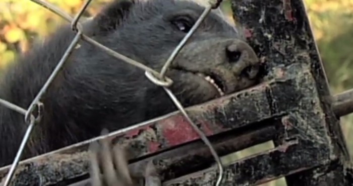 Honey Badger Pulls Off Daring Escape – InnerStrengthZone.com