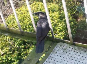Crows Bring Gifts To Woman Who Shows Them Kindness – InnerStrengthZone.com