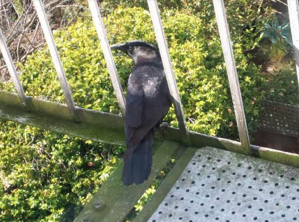 Crows Bring Gifts To Woman Who Shows Them Kindness – InnerStrengthZone.com