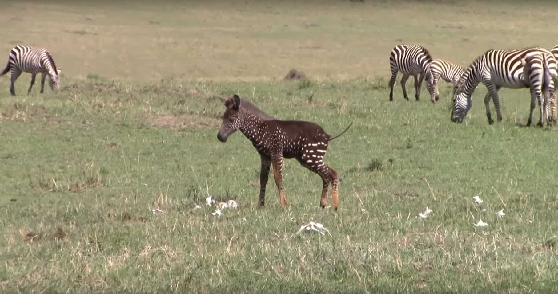 One Of A Kind Baby Zebra Born With White Spots Instead Of Black Stripes ...