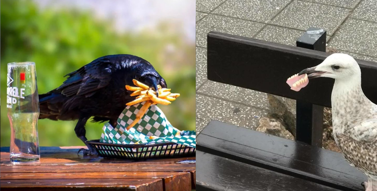 30 Birds Who Deservingly Got Shamed Online – InnerStrengthZone.com