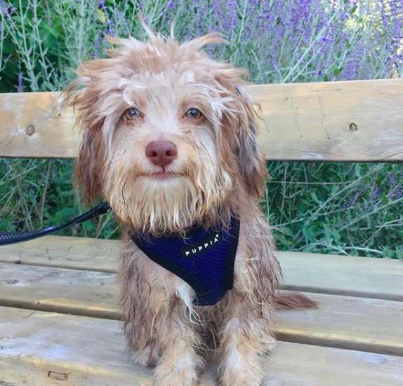 Little Dog With A ‘Human’ Face Has The Internet Obsessed ...