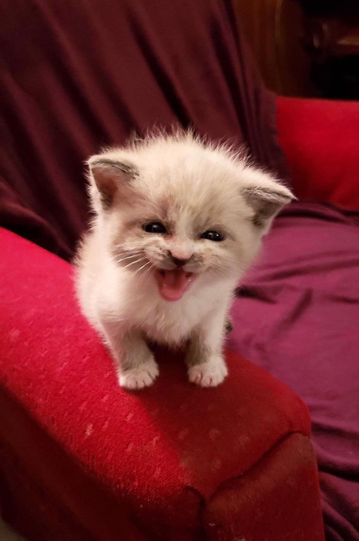Rescued Kitten Gives Most Adorable Smile During Photoshoot ...