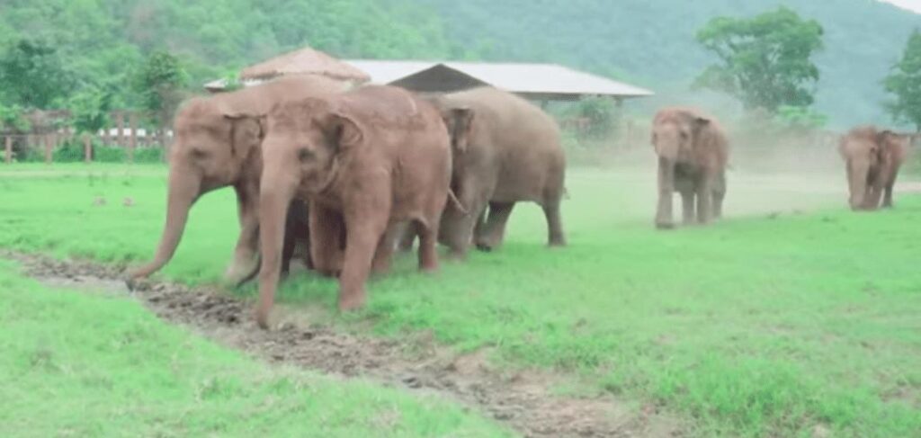 Elephants Rush To Meet New Orphaned Baby When He Arrives At The ...