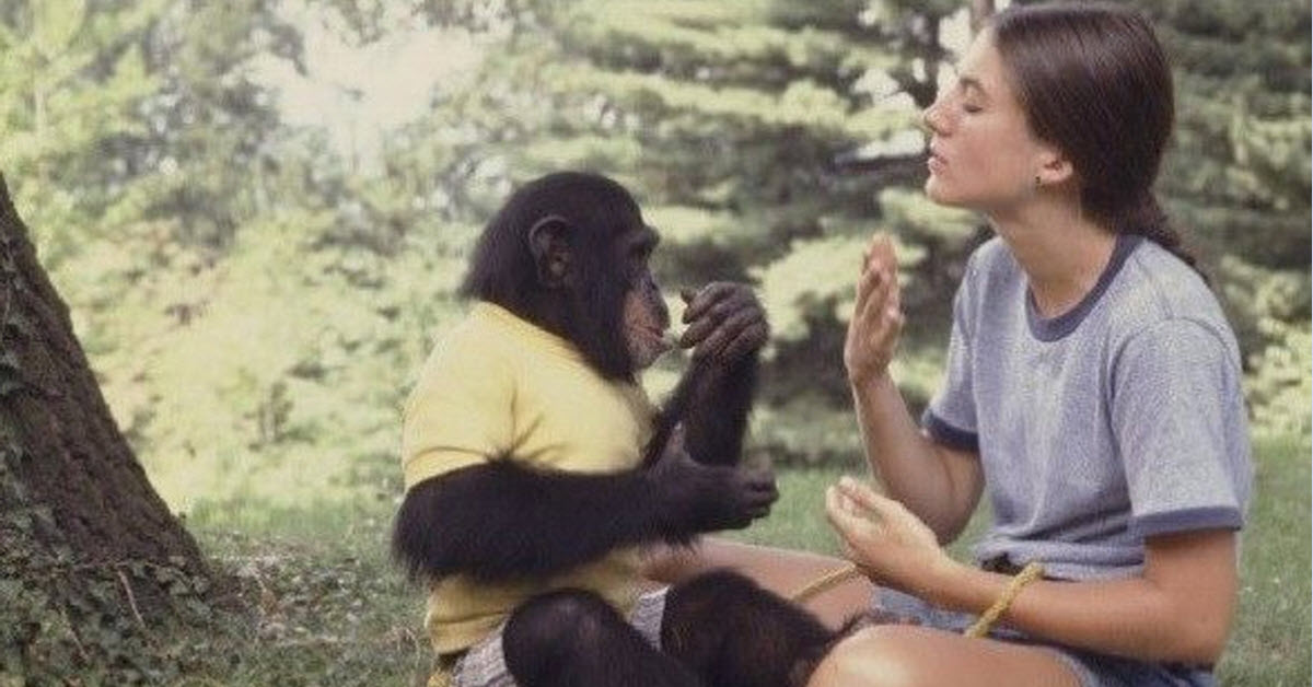 Woman Teaches Chimp Sign Language And Learns How Intelligent She Is ...