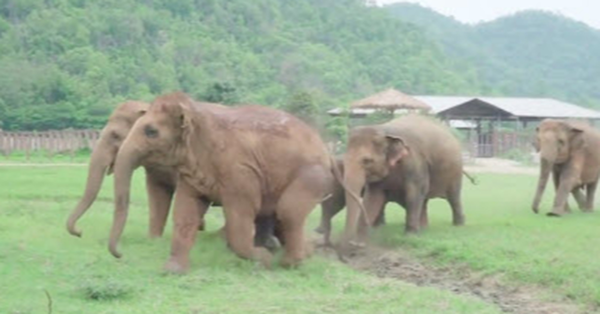 Elephants Rush To Meet New Orphaned Baby When He Arrives At The ...