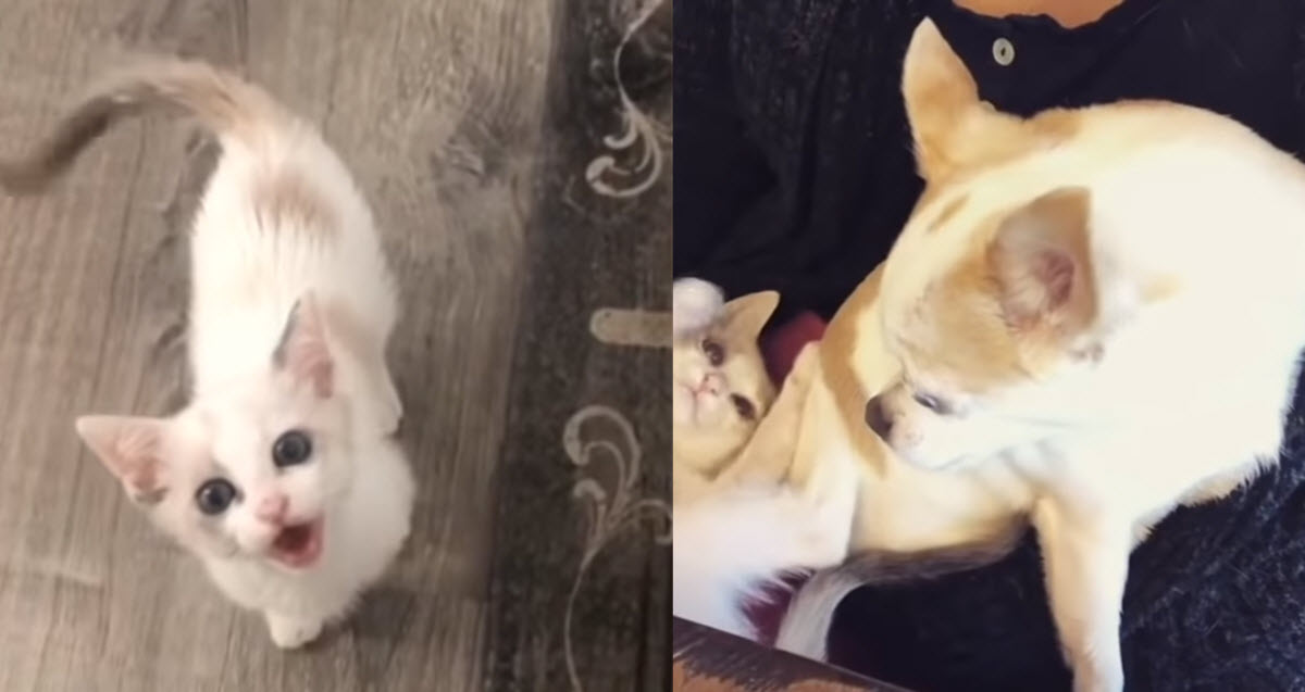 Hurt Kitten Rescued From The Street Becomes Little Dog’s New Best ...