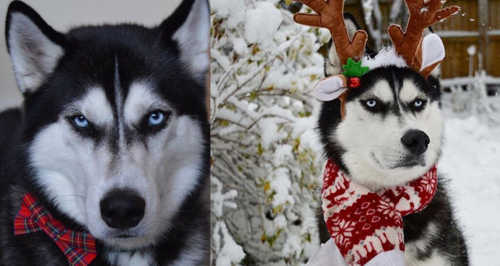 Adorably Grumpy Looking Husky ‘Ruins’ Christmas Pictures with Serious ...