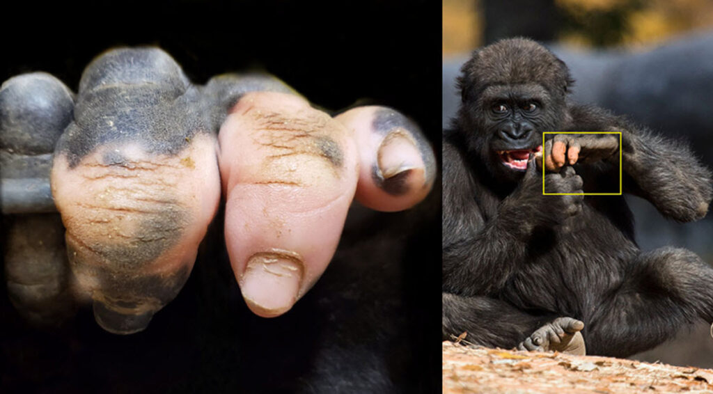 Folks Are Fascinated With A Gorilla Born With Pink Finger Pigmentation ...