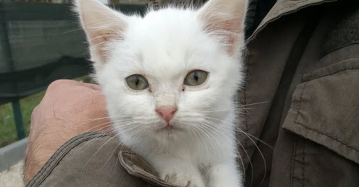 Beautiful Stray Kitten Adopts Family With Dog – InnerStrengthZone.com