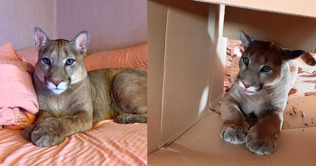 Puma Rescued From Russian Zoo Now Living The Good Life As Spoiled House ...