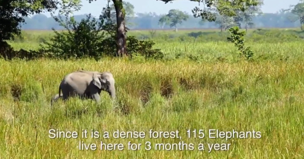 Man Transforms Island By Planting Trees for 37 Years ...