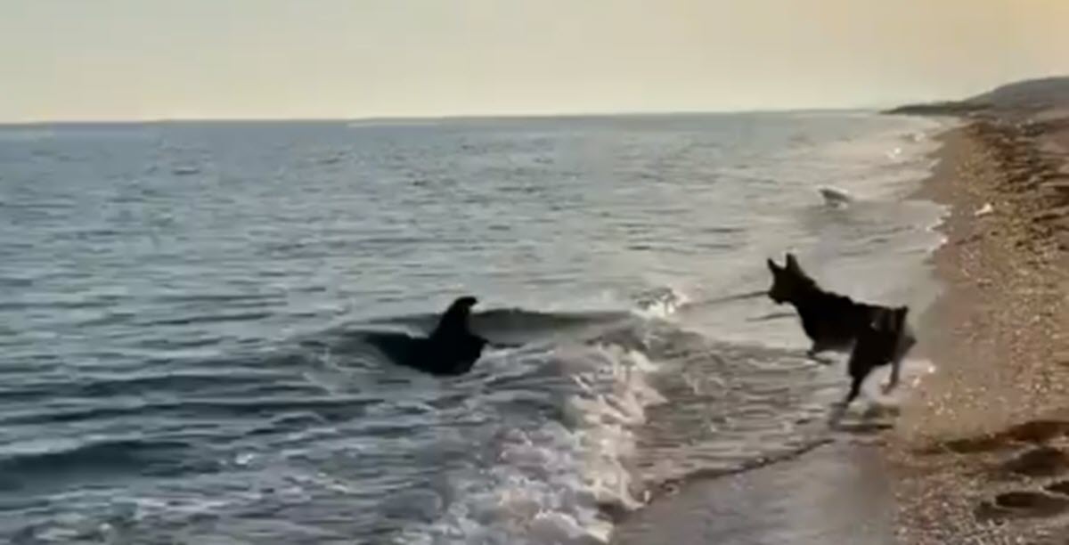 Remarkable Video Shows Dog and Dolphin Playing Together at a Beach ...