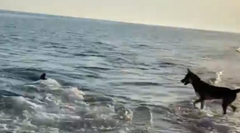 Remarkable Video Shows Dog and Dolphin Playing Together at a Beach ...