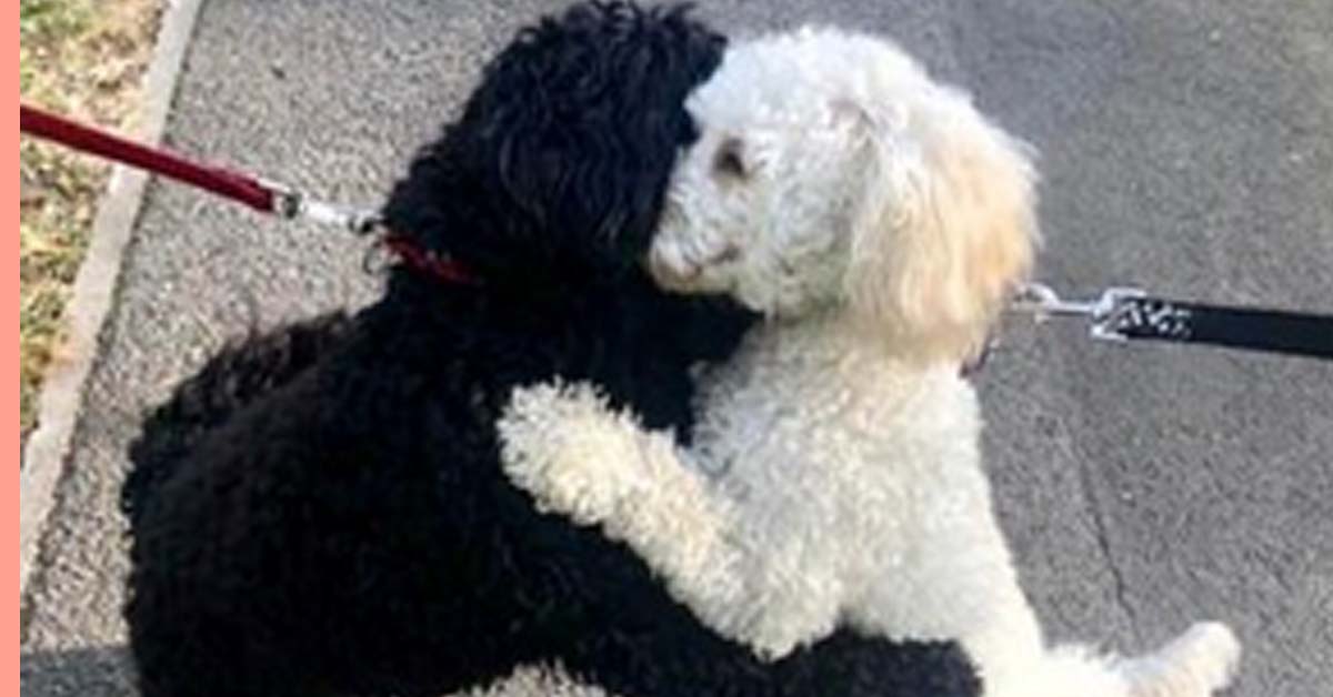 Sibling Dogs Meet Each Other In Street And Embrace Lovingly ...