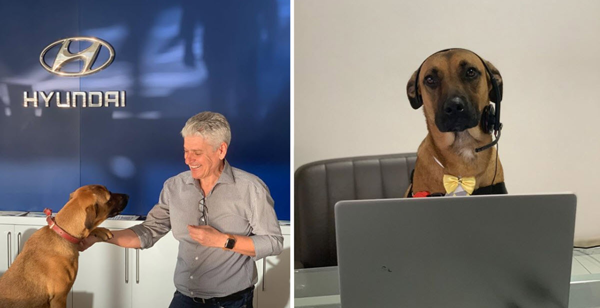 This Stray Dog Kept Coming to a Car Dealership, So They Adopted Him and ...