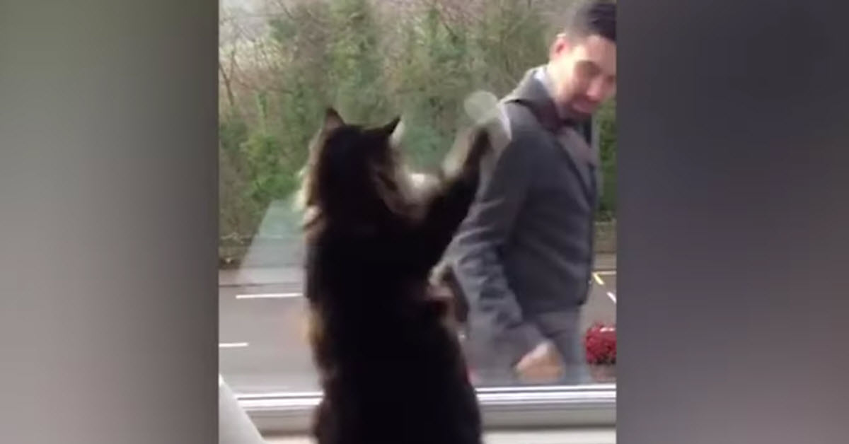Adorable Cat Waves To People As They Pass By – InnerStrengthZone.com