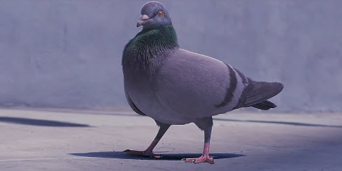 Pigeon Struts Its Stuff In The Funniest Bird Video We’ve Seen In A Long ...