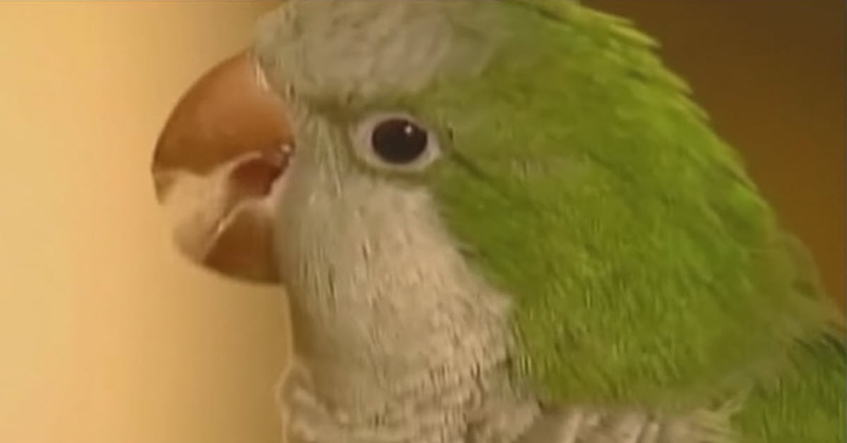 Hero Parrot Earns Red Cross Award After Helping Save Choking Toddler’s ...