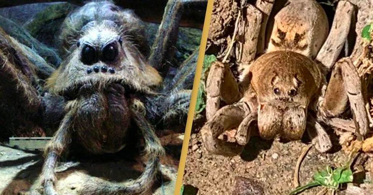 Man Discovers The Doppelgänger For Aragog From Harry Potter When He ...
