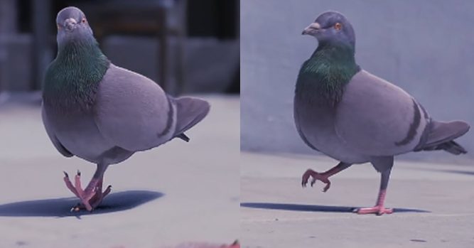 Pigeon Struts Its Stuff In The Funniest Bird Video We’ve Seen In A Long ...
