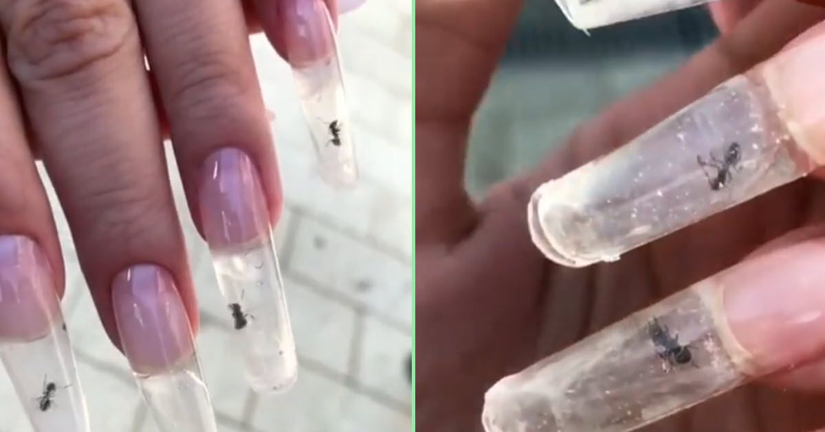 Live Ants Trapped Inside Of Unique And Rather Strange Nail Art ...