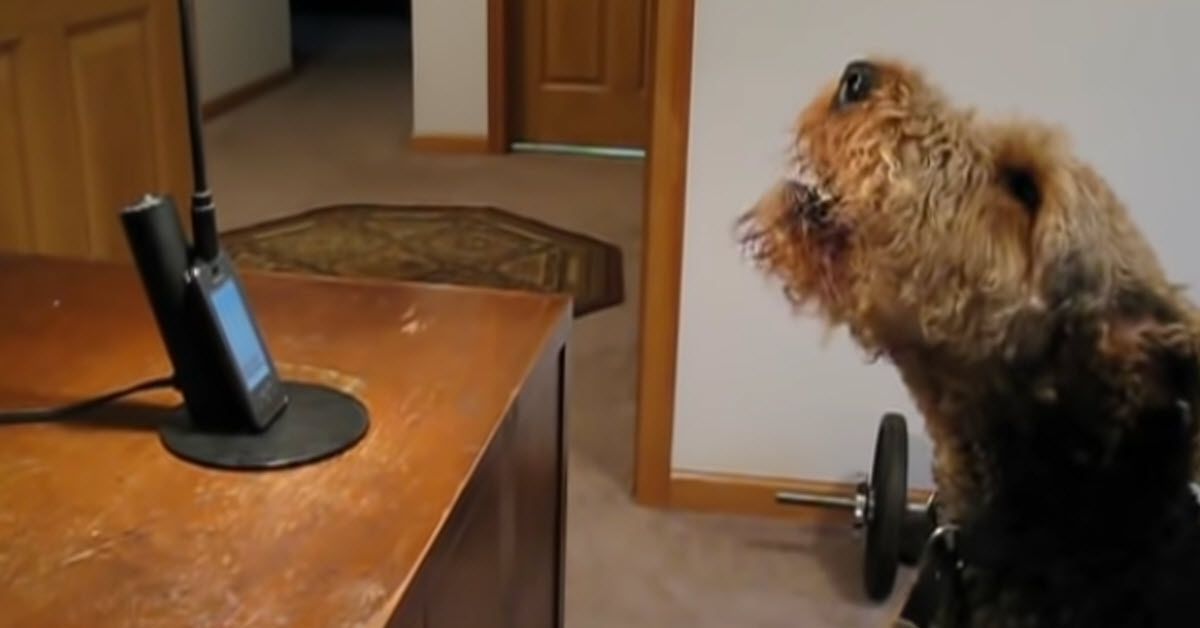 Dog Misses Mom So Much He Calls Her At Work And Complains About It dog-misses-mom-so-much-he-calls-her-at-work-and-complains-about-it