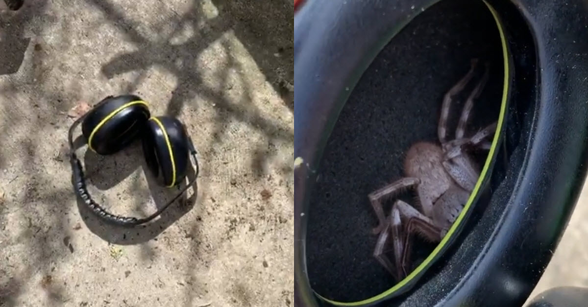 Man Looks In His Headphones Only To Find A Giant Huntsman Spider Hiding ...