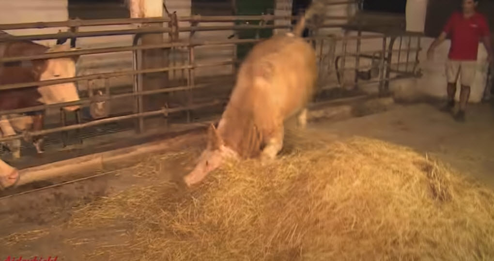 Joyful Reaction of Bull Experiencing First Taste of Freedom After Being ...