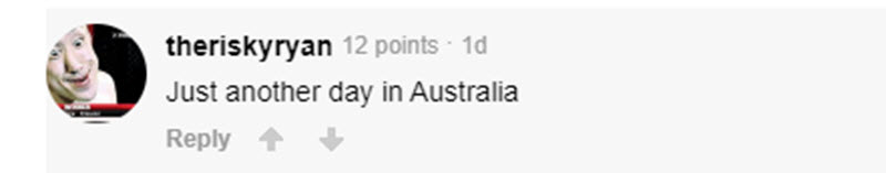 Cow Seen In Australian Outback Chewing Away On A Giant Python ...