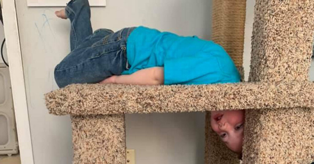 Photos Of Boy With Head Stuck In A Scratching Post Go Instantly Viral ...