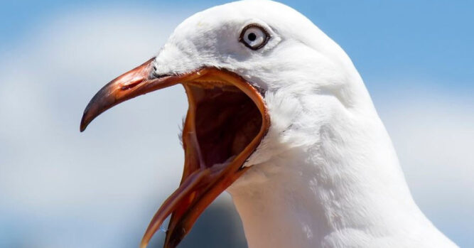 Seagull Tries To Steal Pensioner’s Lunch And He Is Fined $1,000+ For ...