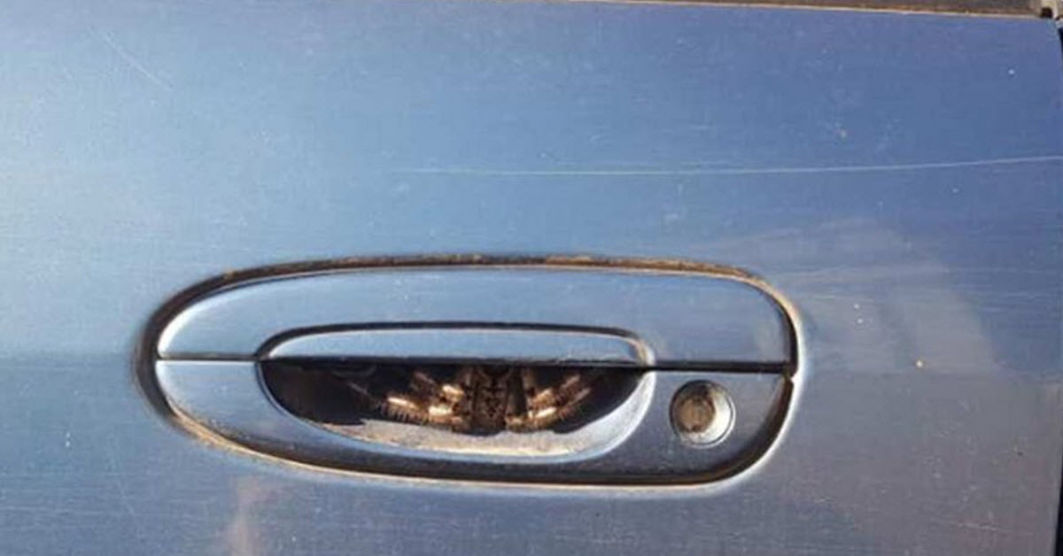 Woman Finds Huge Spider In Her Door Handle And Refuses To Drive For A ...