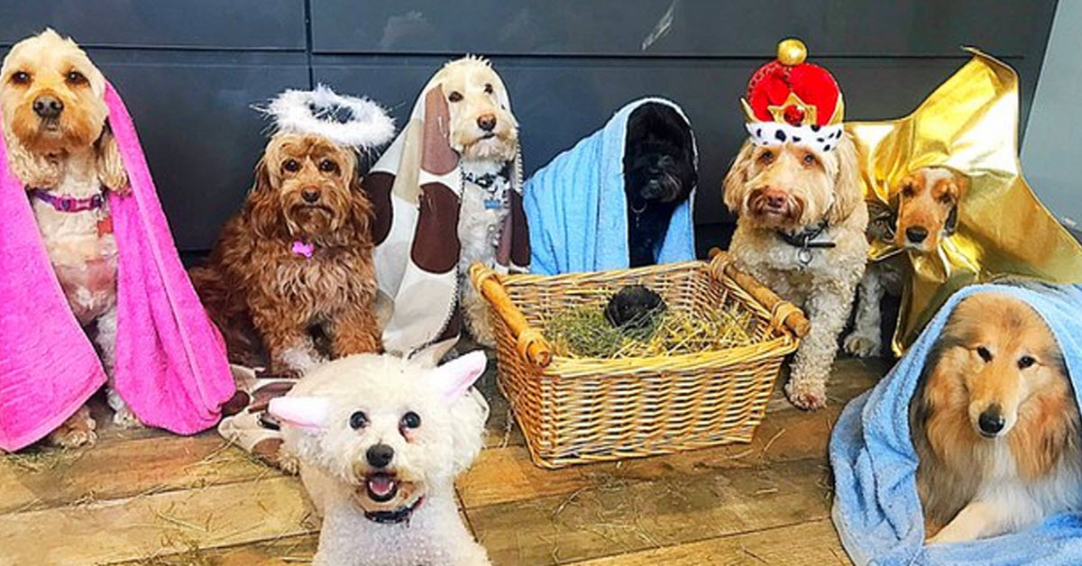 Dogs Get Together To Rehearse The Nativity Scene – Canine Style ...