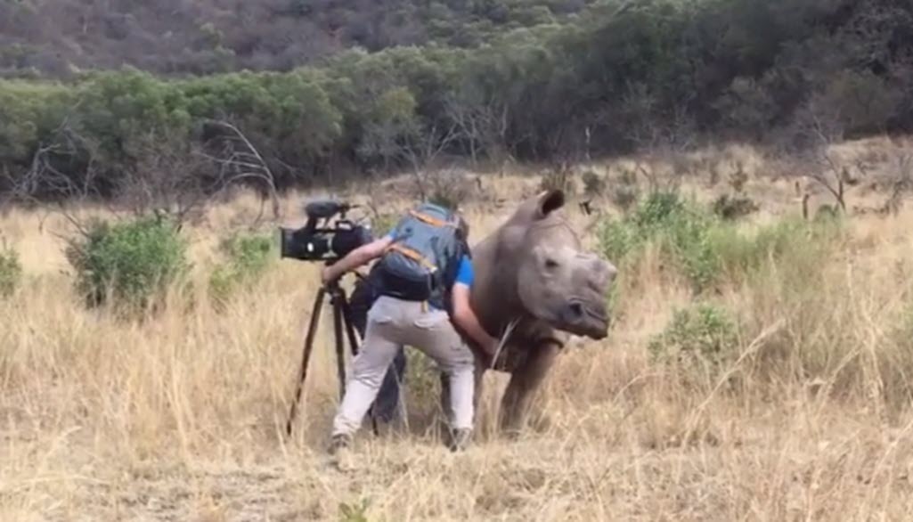 Wild Rhino Approaches a Photographer Friend So He Can Get a Belly Rub ...