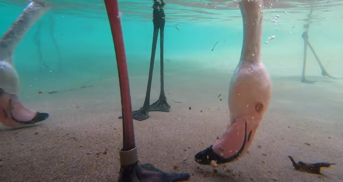 A Video of Flamingos Feeding Underwater Has People in Awe ...