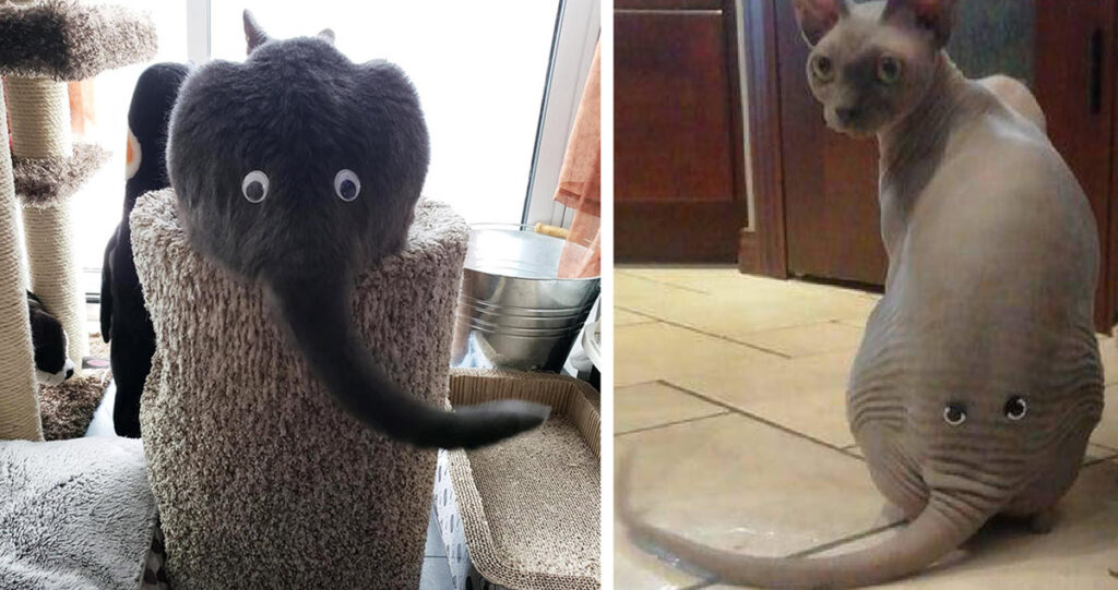People Are Turning Their Cats into Elephants and It’s Hilarious ...