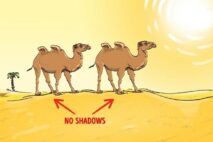 Something Is Wrong With This Camel Picture And Most People Miss It ...